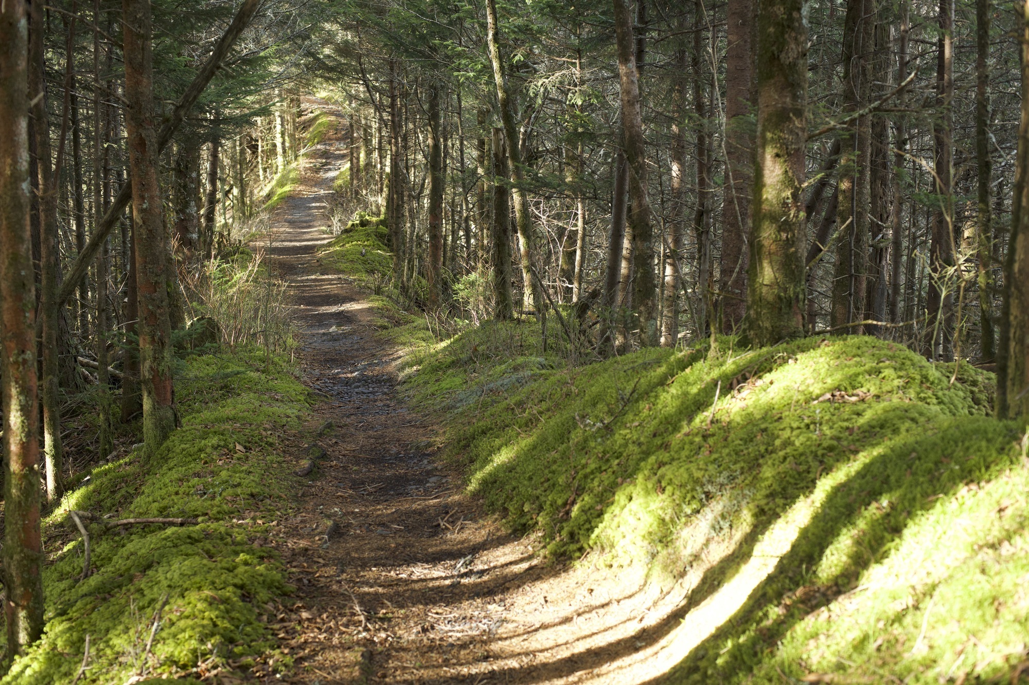 The sun breaks through the trees along the Boulevard Trail. The tress ...