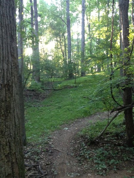 Fast and flowy in a beautiful forest setting, Seneca Ridge trail has ...