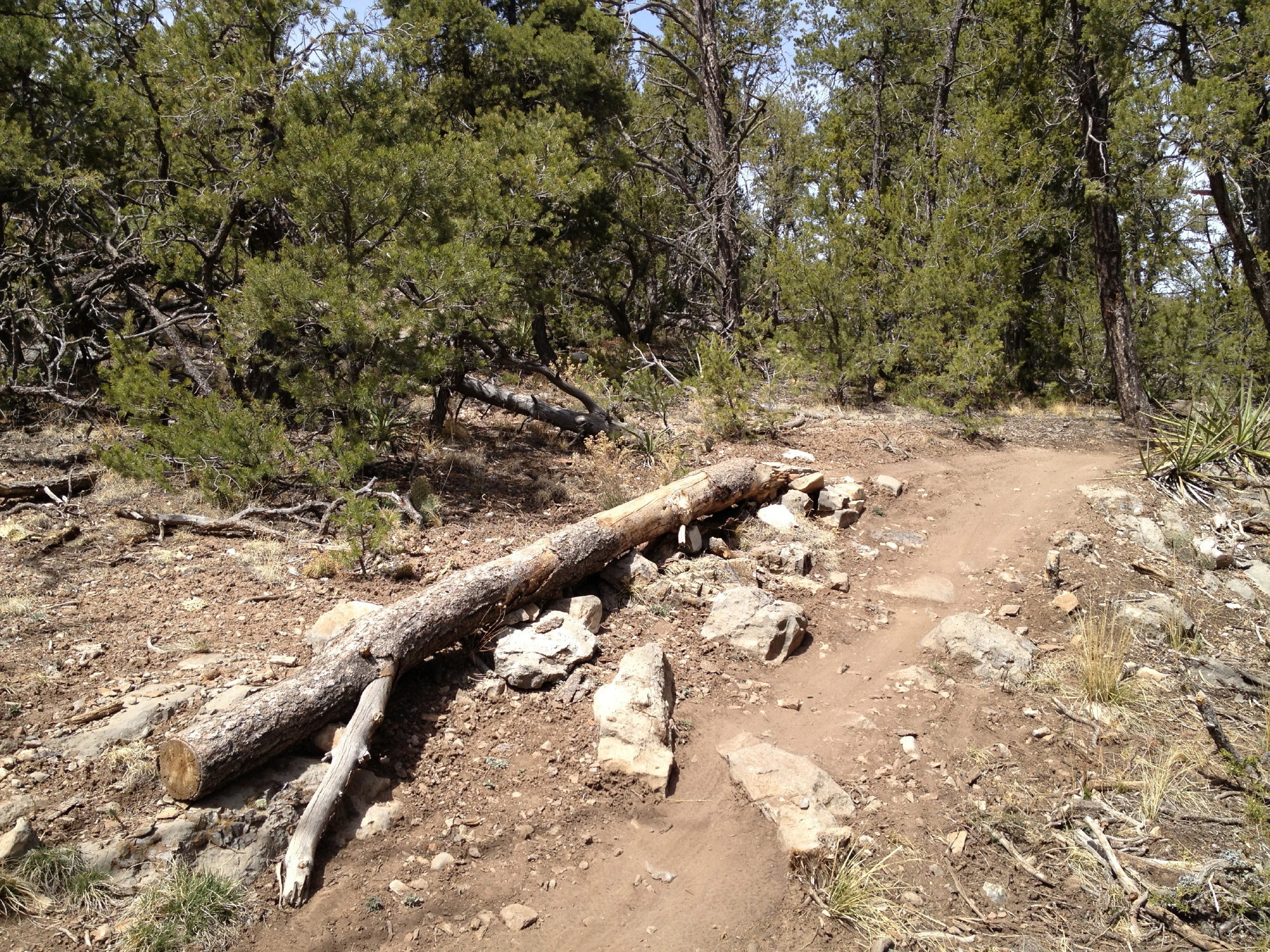 Narrow log ride anyone?