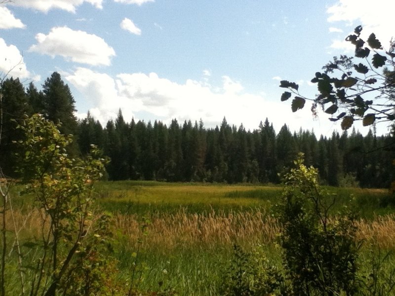 Beautiful view of an open marshy area.
