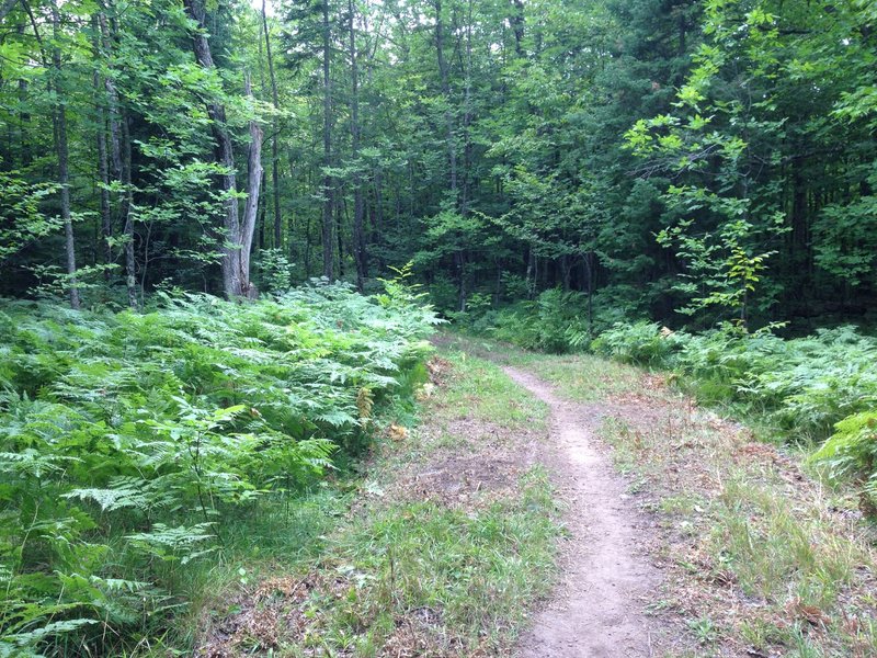 Fern meadow on Ent Loop at Tech's Tolkien Trails.