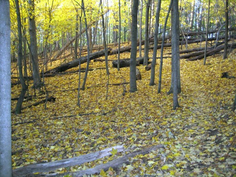 Green Loop, fall season