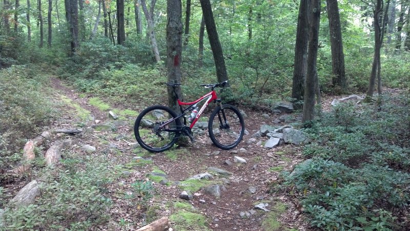 Sassafras Trail Mountain Bike Trail, Church Hill, Pennsylvania