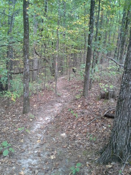 A section of the Sheep Ranch Trail running along the edge of a deep ravine