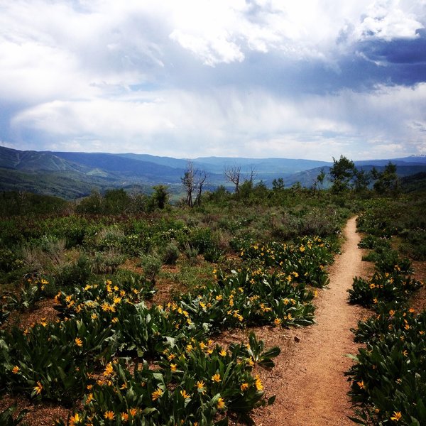 Wildflowers and great views of the Yampa Valley