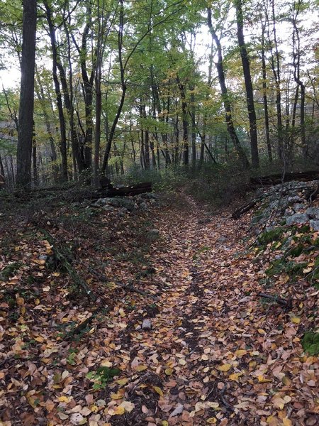 Sassafras Trail Mountain Bike Trail, Belleville, Pennsylvania