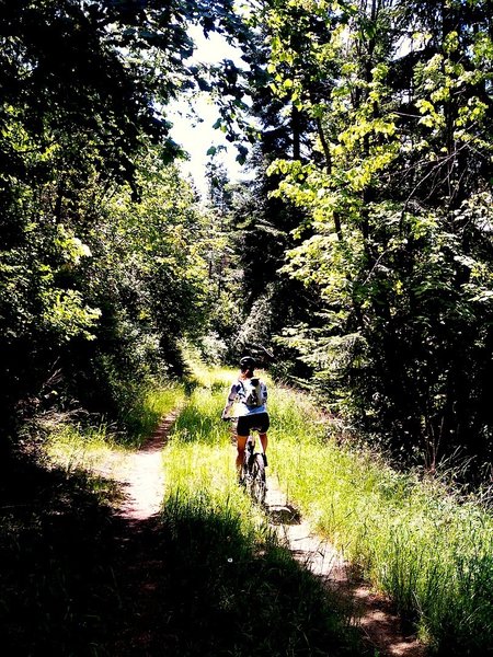 4th of July Pass - Killarney Mountain Ride Mountain Bike Trail, Coeur d ...
