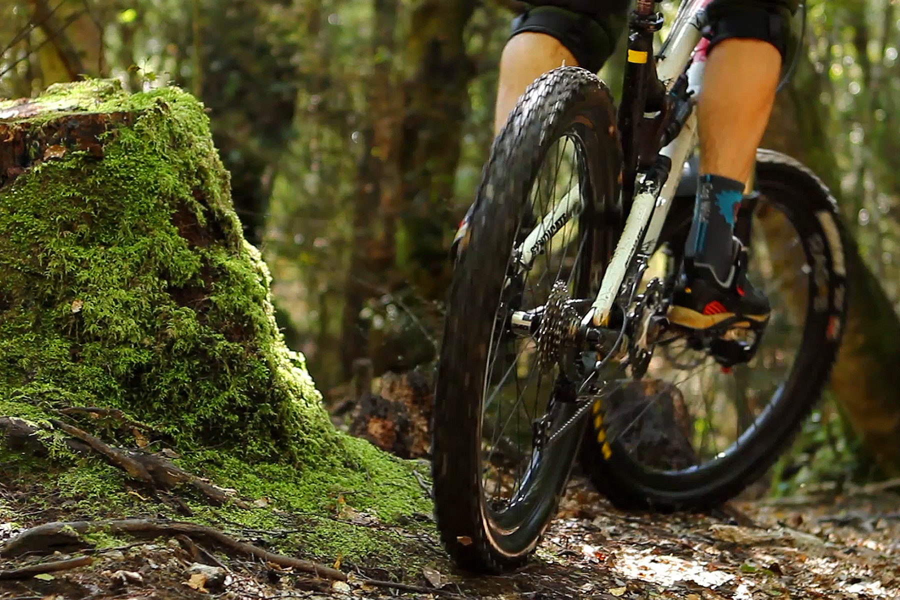 On the Tree Trunk Gorge Trail