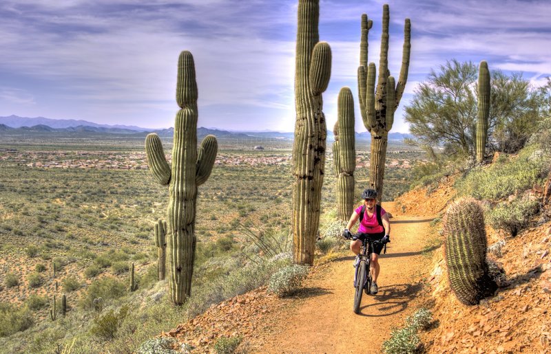 Sonoran Desert Loop Mountain Bike Trail, Cave Creek, Arizona