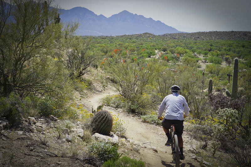 Honeybee Canyon Loop Mountain Bike Trail, Catalina, Arizona
