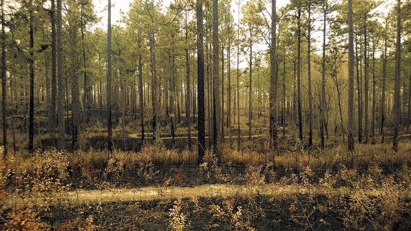Roller Coaster Access Trail Mountain Bike Trail, Arnold Line, Mississippi