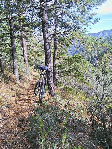 South Baldy Trail #11 Mountain Bike Trail, Socorro, New Mexico
