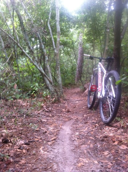 George Mitchell Nature Preserve Ride Mountain Bike Trail, The Woodlands ...