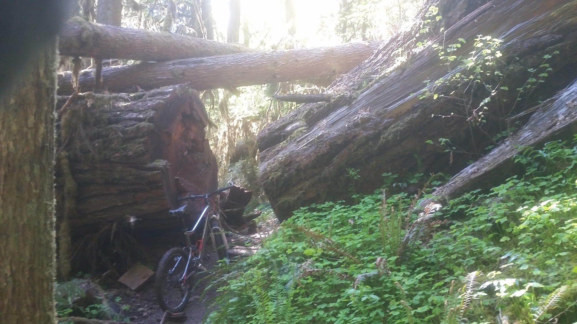 This giant deadfall crossed the trail and nearby creek. It's about the ...