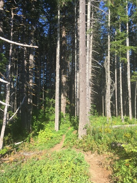 Triple C Trail Mountain Bike Trail, Banks, Oregon