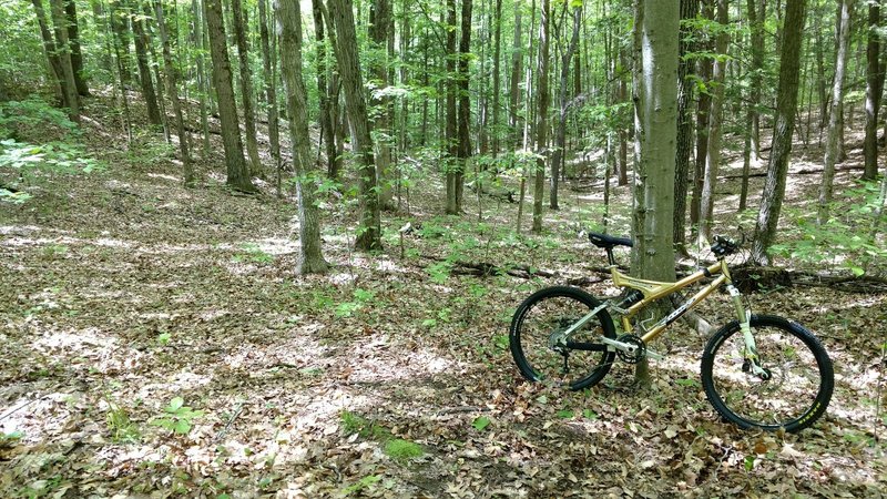 Ogemaw Hills Pathway - North Mountain Bike Trail, West Branch, Michigan