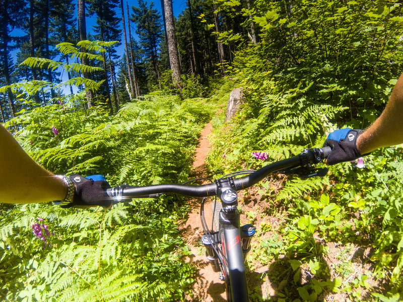 Classic Pacific Northwest singletrack on the August Mountain Trail.
