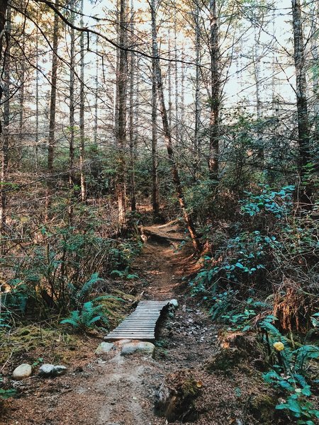 Drop Trail Mountain Bike Trail, Lofall, Washington