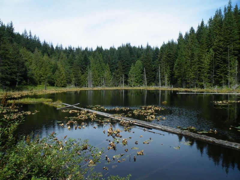Lily and Lizard Lake Loop Mountain Bike Trail, Bow, Washington