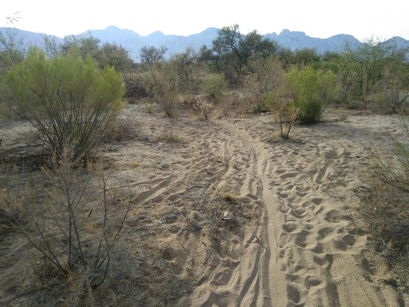 A typical segment of this very sandy trail.