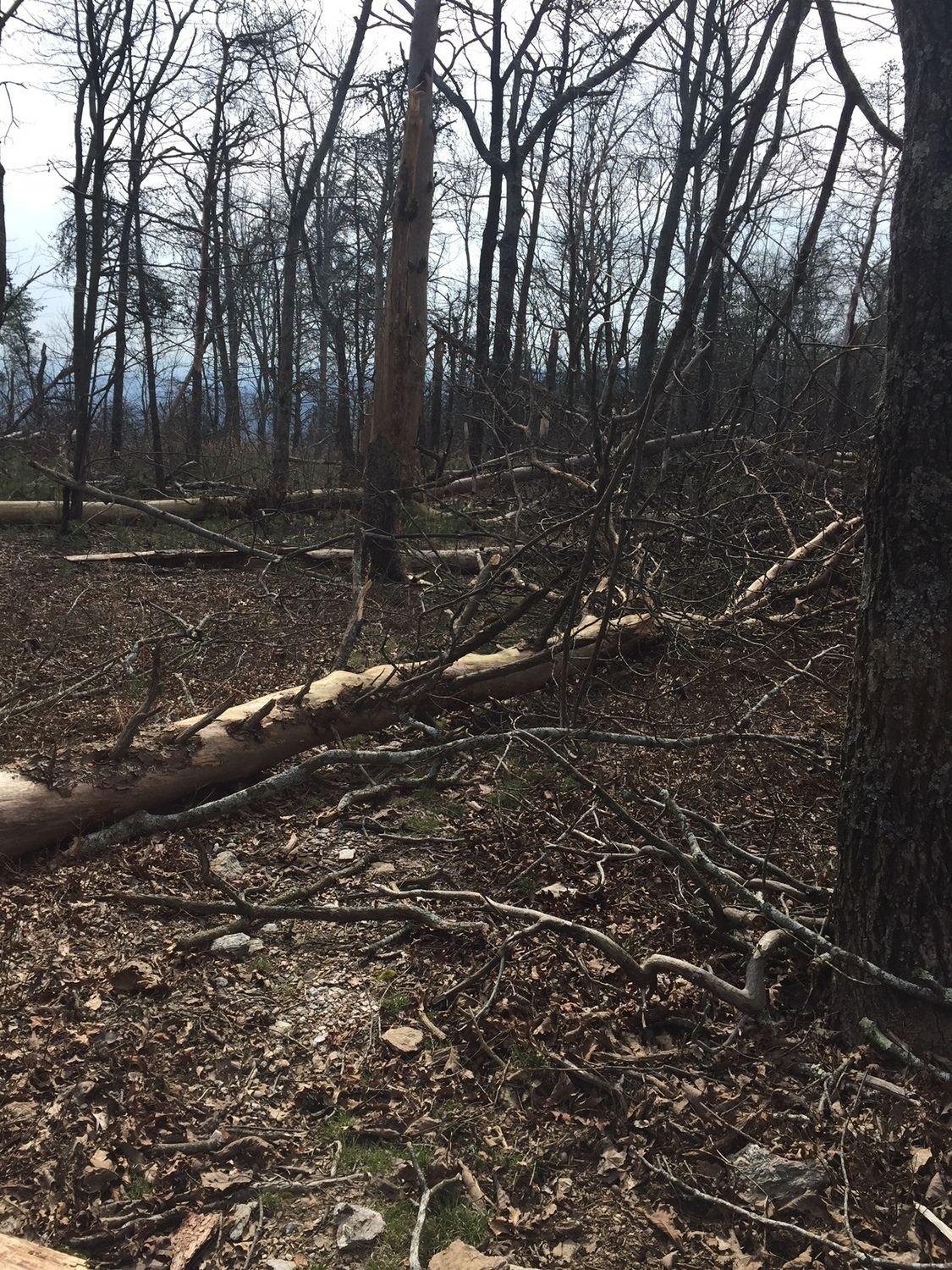 Trees blocking trail. New trail forming to the right (north/west) of ...