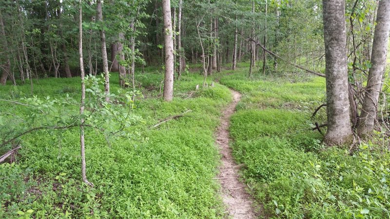 Simple trail through the woods!
