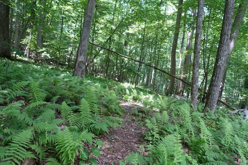 fern forest and stream crossings at the bottom