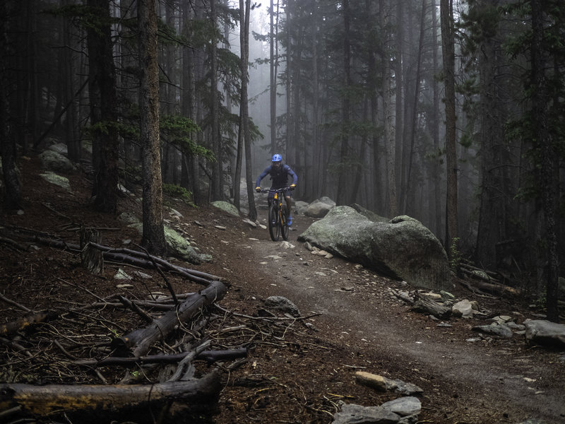 Beautiful dense forested terrain