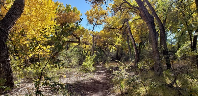 Corrales Bosque Mountain Bike Trail, Los Ranchos de Albuquerque, New Mexico
