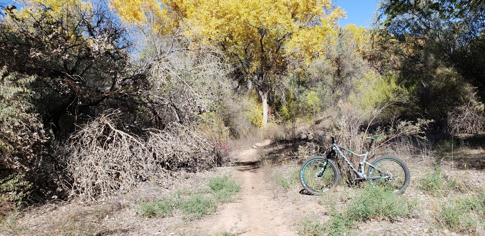 Corrales Bosque Trail - twisty, flowy, scenic, all smiles!