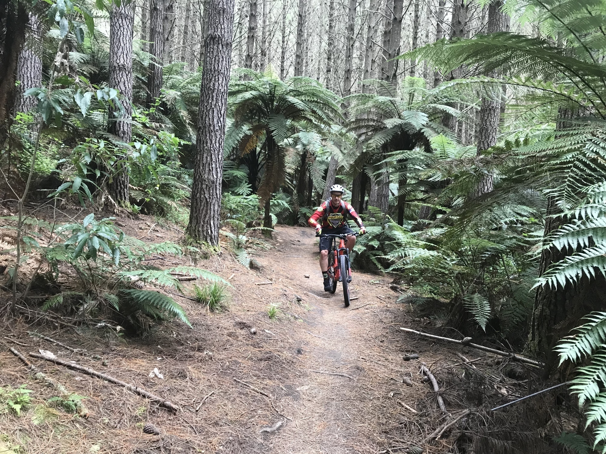 Challenge Rotorua NZ, awesome redwood and rainforest trail. Excellent ...