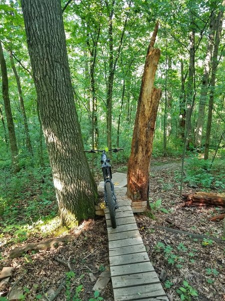 New-ish bridge to get you between the narrow trees.