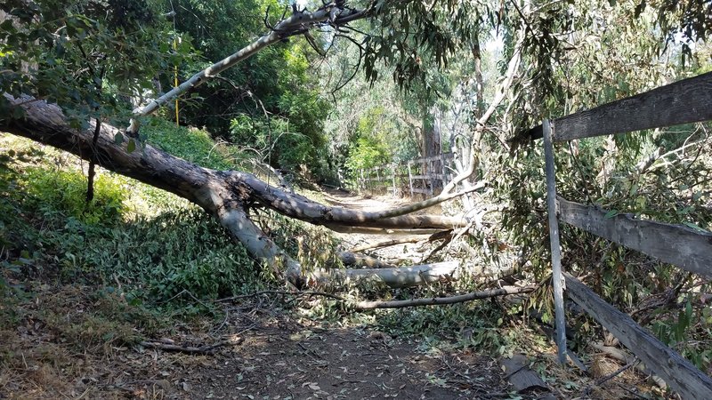 (06-23-19) Fallen tree on trail. Take alternate route back down Green ...