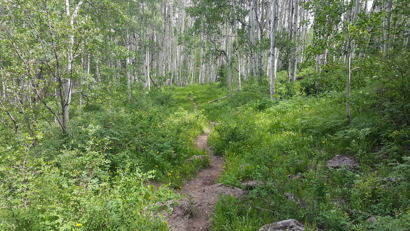 Tour of Babbish Mountain Bike Trail, Carbondale, Colorado