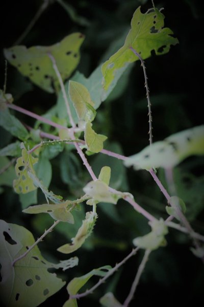 Mile-a-minute weed (Persicaria perfoliata) is a vigorous, barbed vine ...