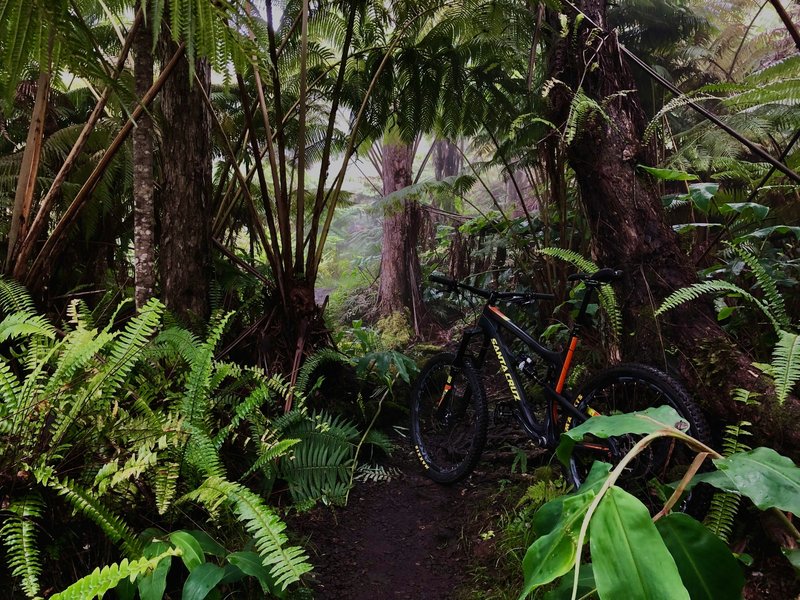 Tree Stump Trail Mountain Bike Trail, Kalaoa, Hawaii