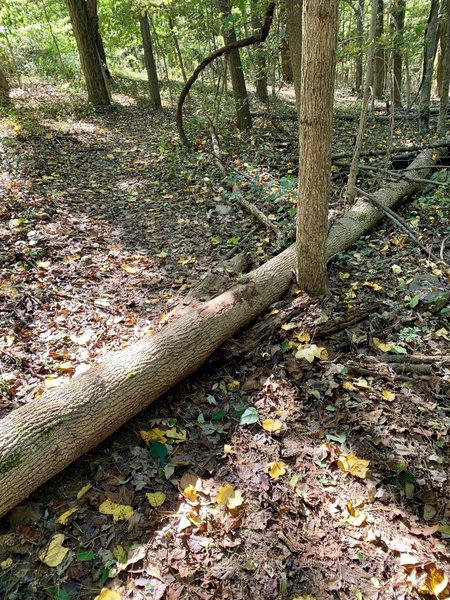 There's a decently sized log across this section of the trail, although ...