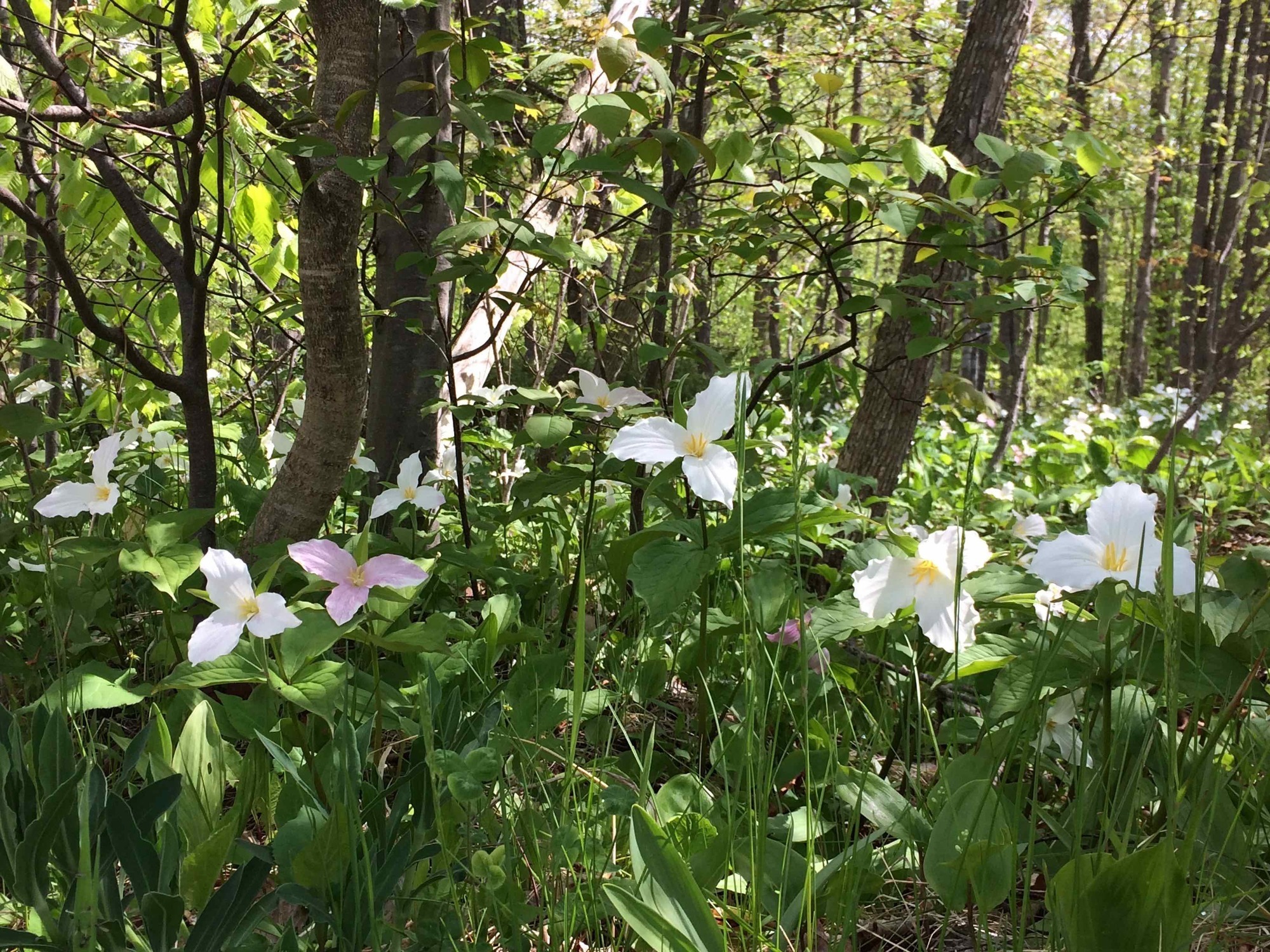 Trillium along this route back in May 2018 - GPS marker shows near ...