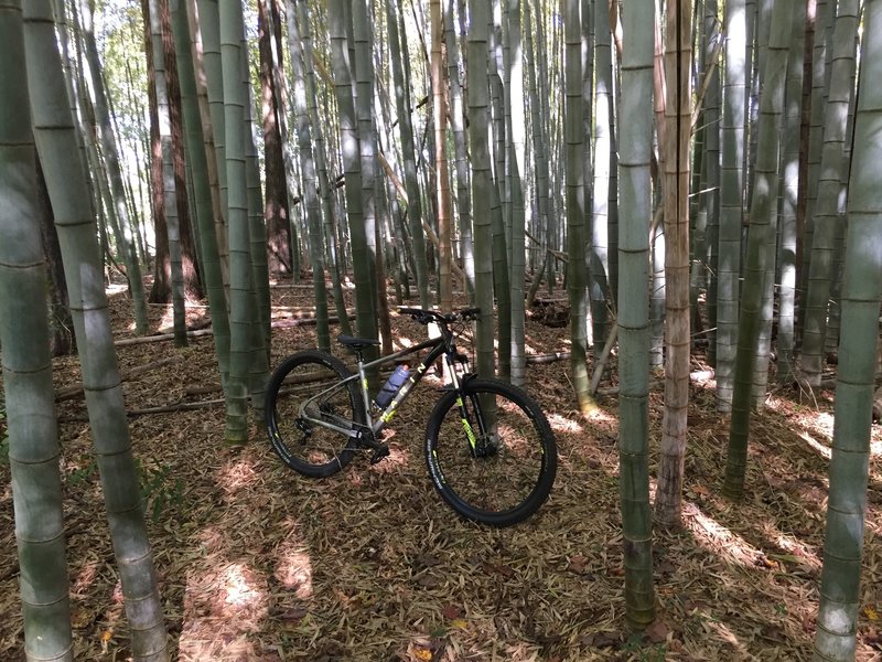 Cool bamboo stand on Fants Grove trail