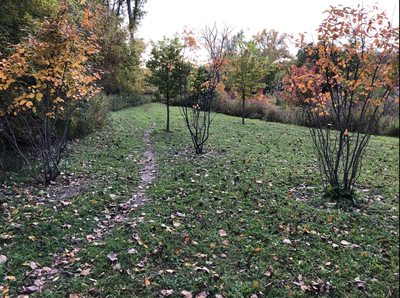 Mountain Bike Trails near Lower Rouge Parkway