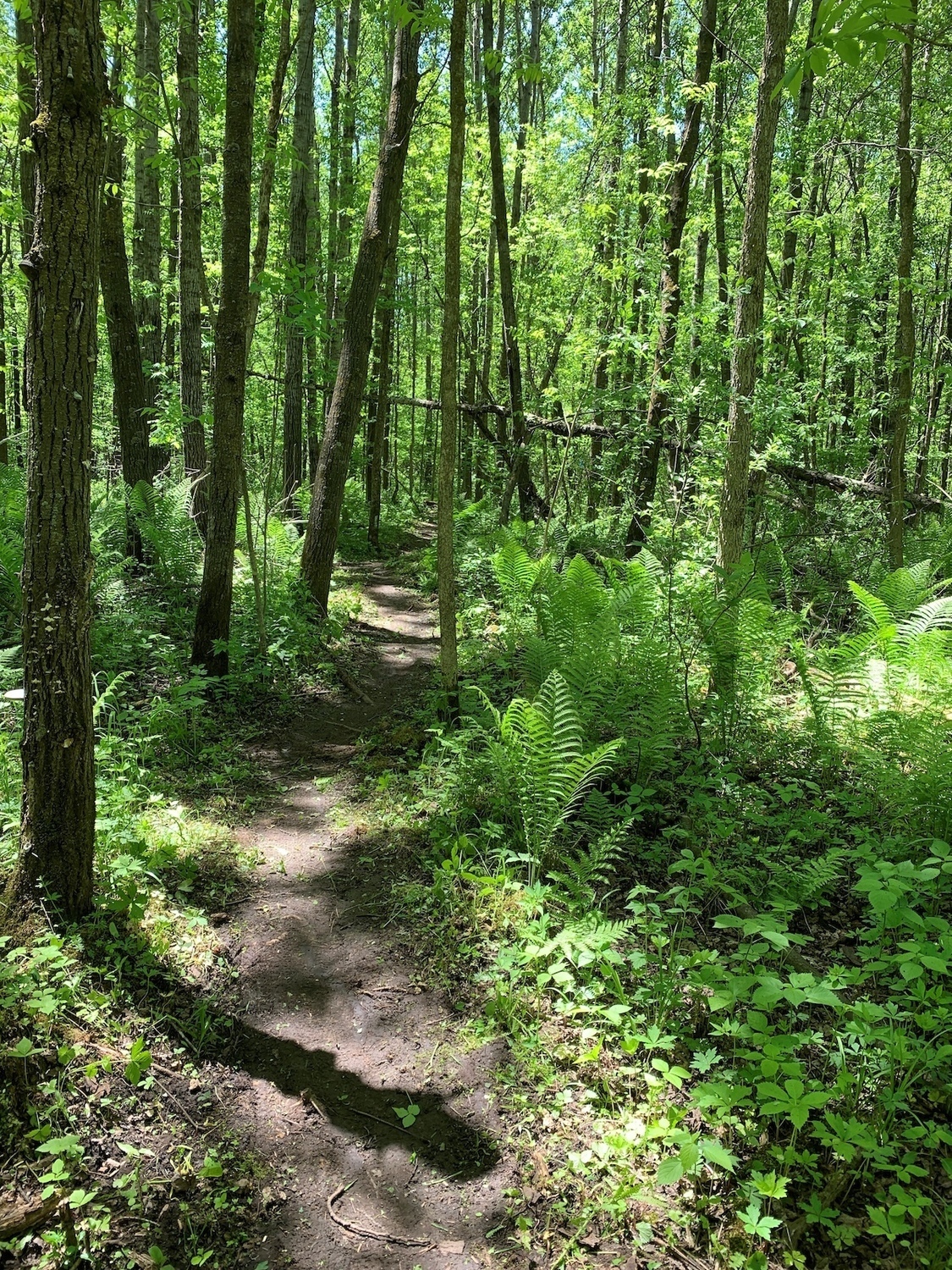 Bog Monster after trail work and trimming May 2020