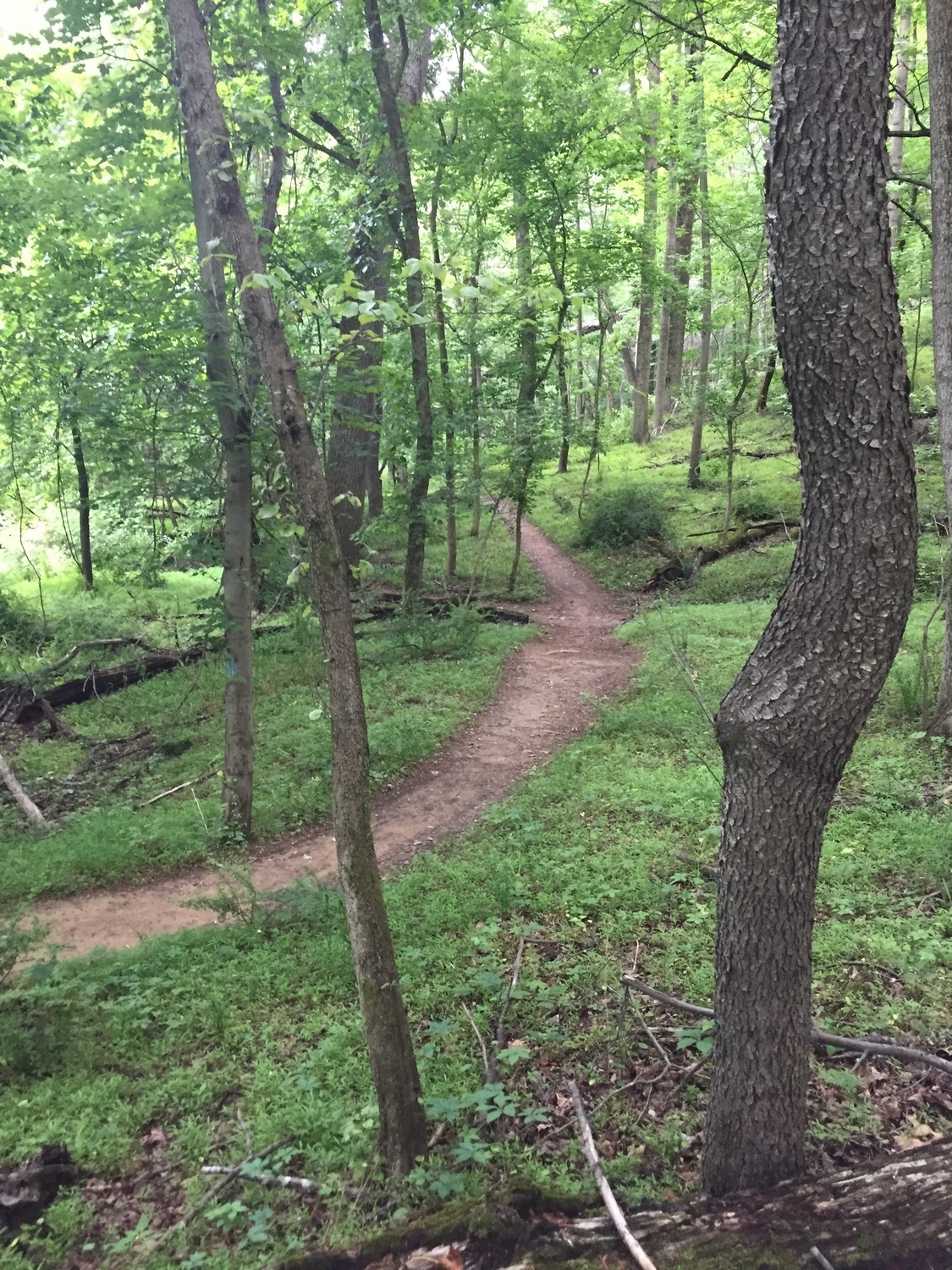 Along the Seneca Ridge Trail