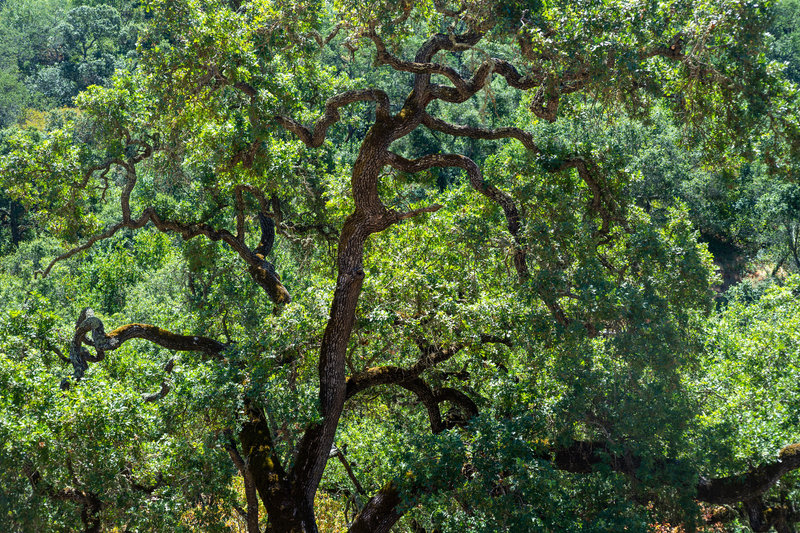 Magnificent oak tree