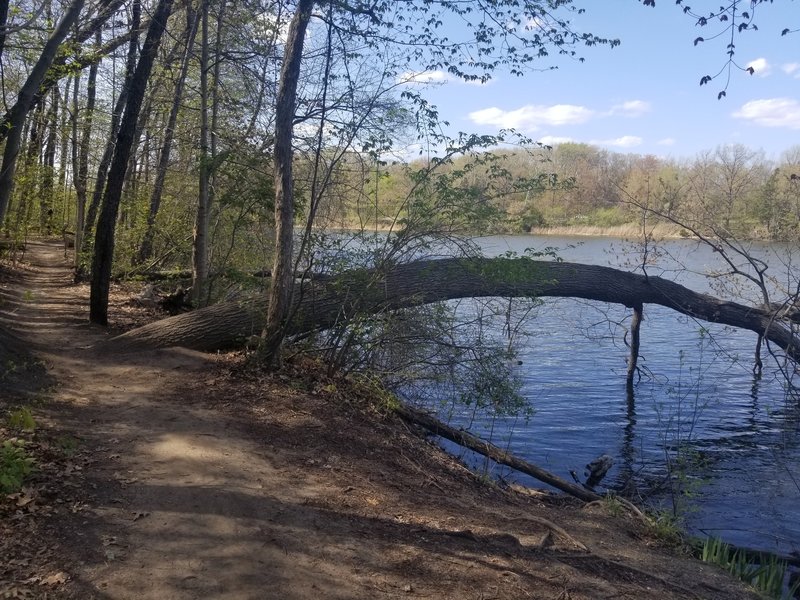 Westbound on the Lakeview Trail - Newburgh Lake and an old tree ...