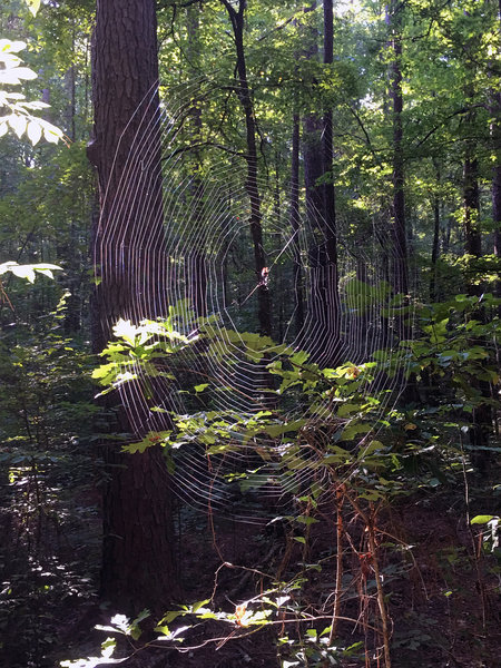 Log Jump Trail Mountain Bike Trail, Louisville, Mississippi