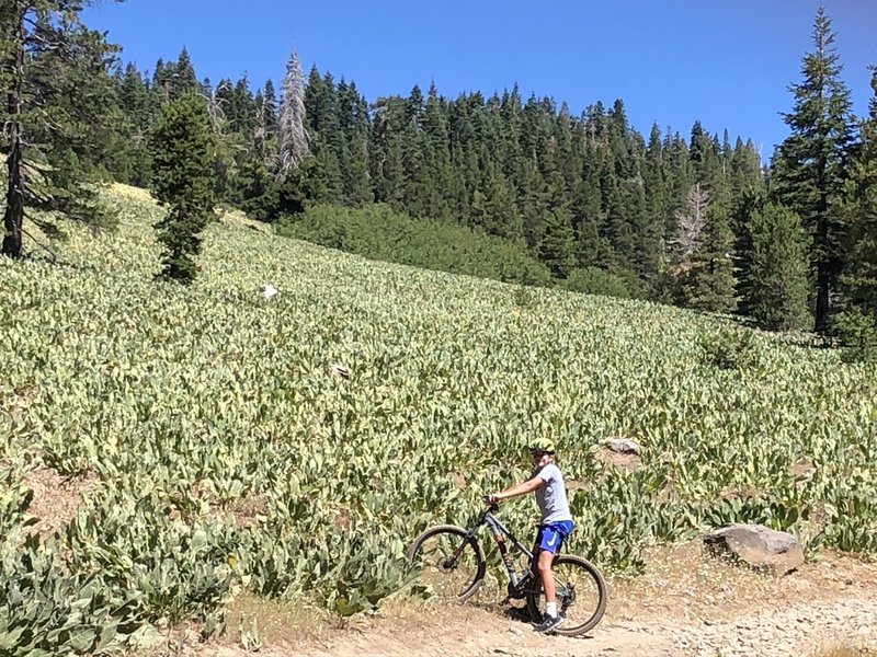 Corral Hollow OHV Trail Mountain Bike Trail, Pioneer, California