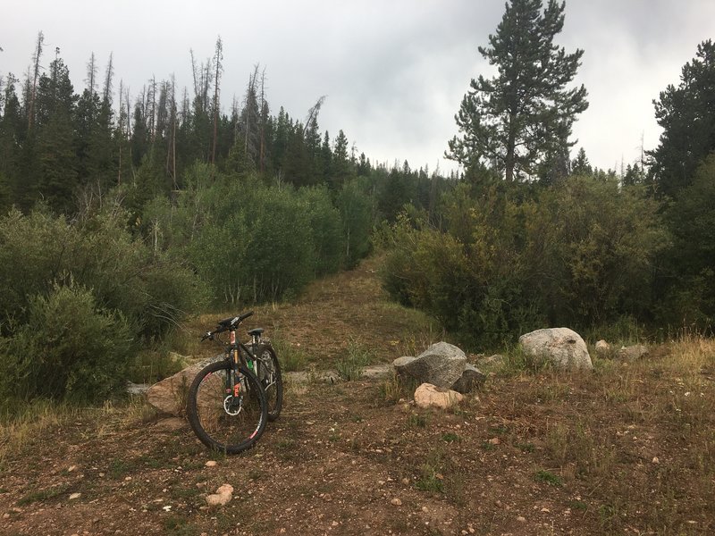 End of singletrack trail #242, and junction with Forest Service Road 250.