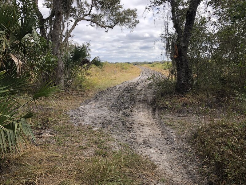 Recently tilled fire break road