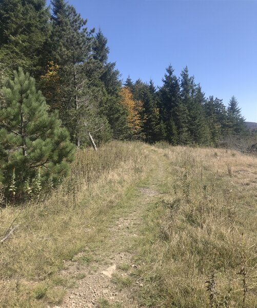 Open meadows bordered by forest regeneration along the reclaimed strip ...