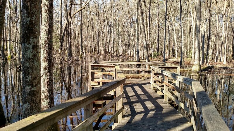 the nice short boardwalk on ASC Tanager Trail. a nice place for photos ...